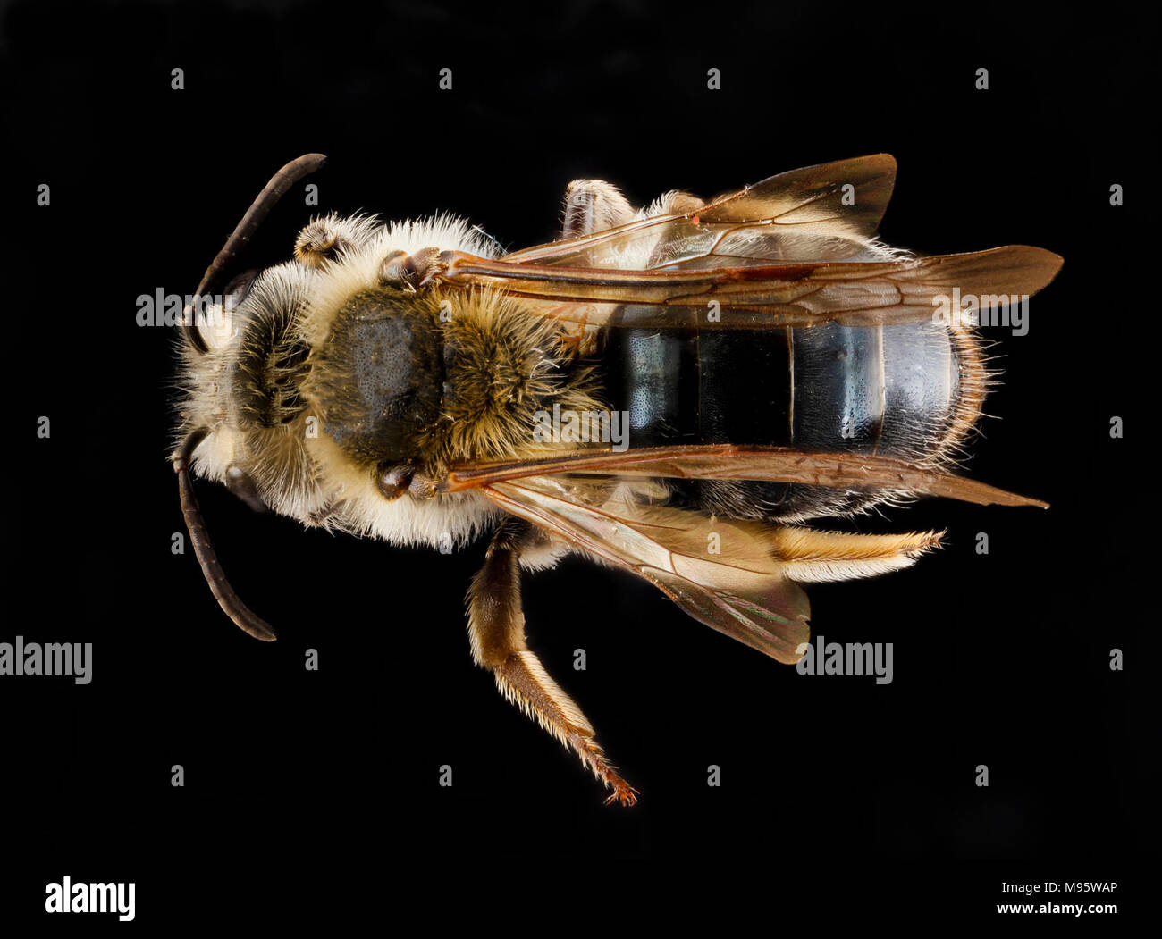 Barbara hi res hi-res stock photography and images - Alamy