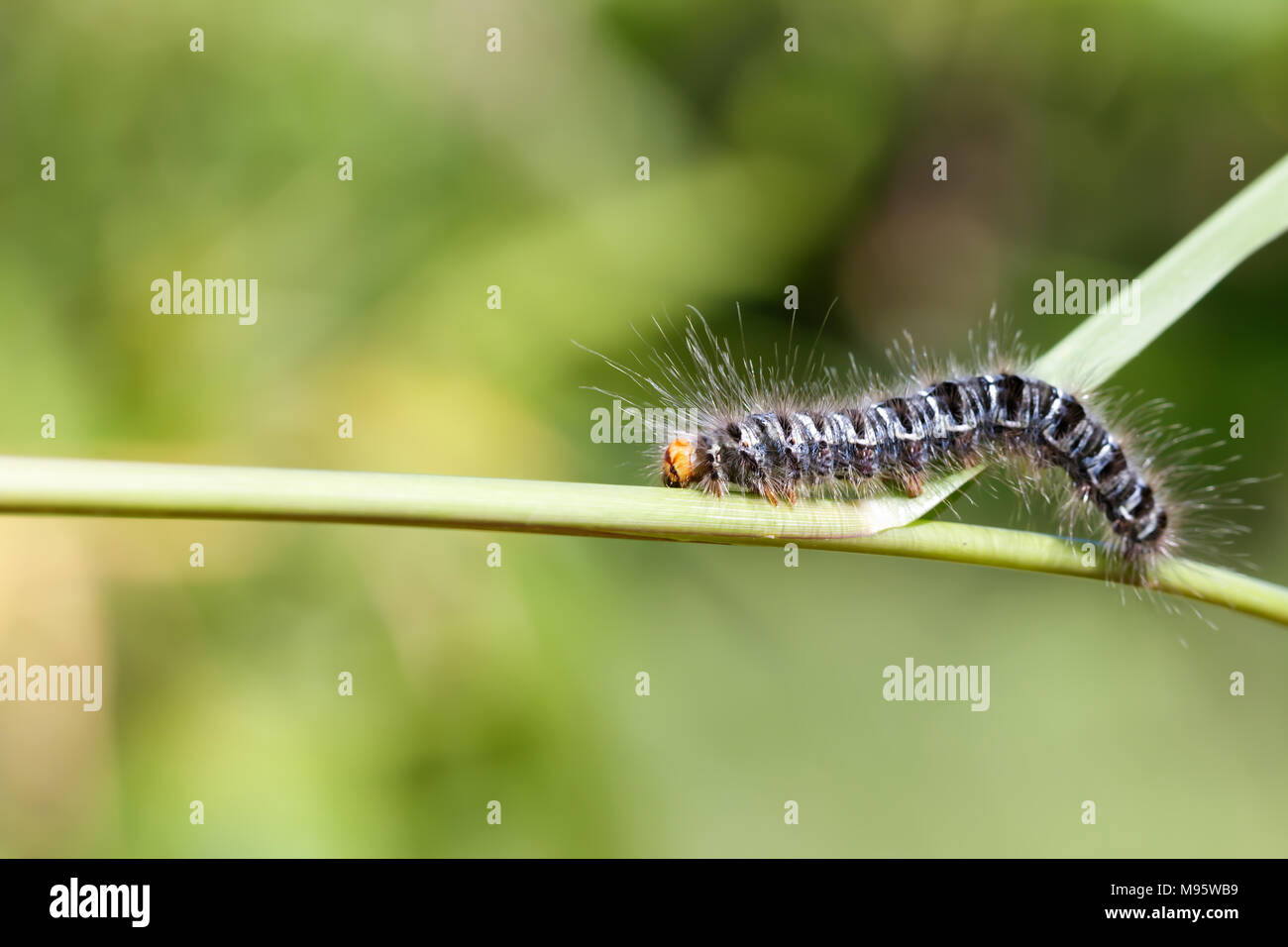Slug worm on grass Stock Photo - Alamy