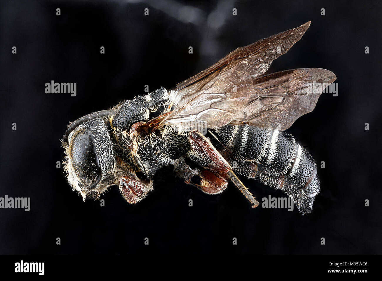Binomial coelioxys hunteri hi-res stock photography and images - Alamy