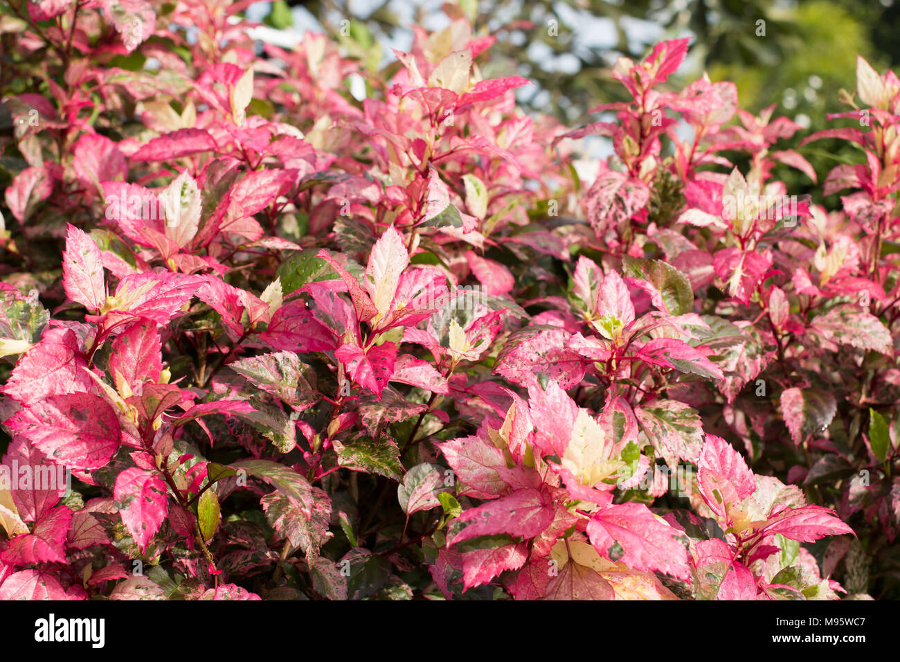 Collection of rose trees hi-res stock photography and images - Alamy