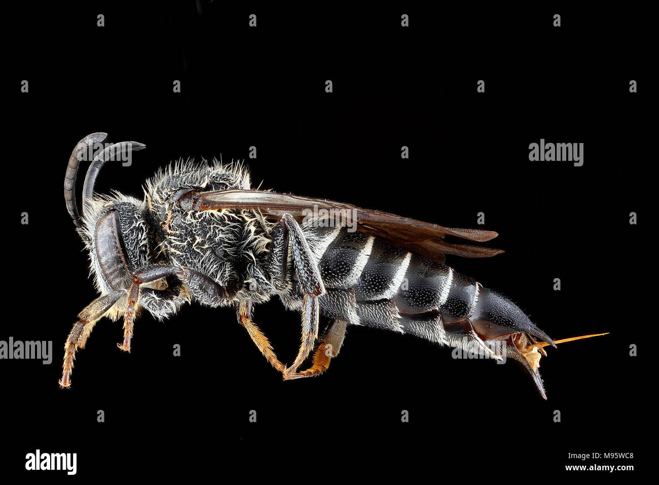 Binomial coelioxys moesta hi-res stock photography and images - Alamy