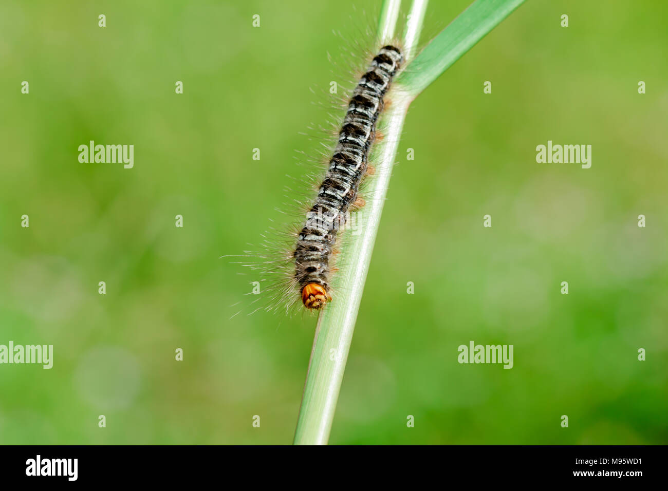Fuzzy worm hi-res stock photography and images - Alamy