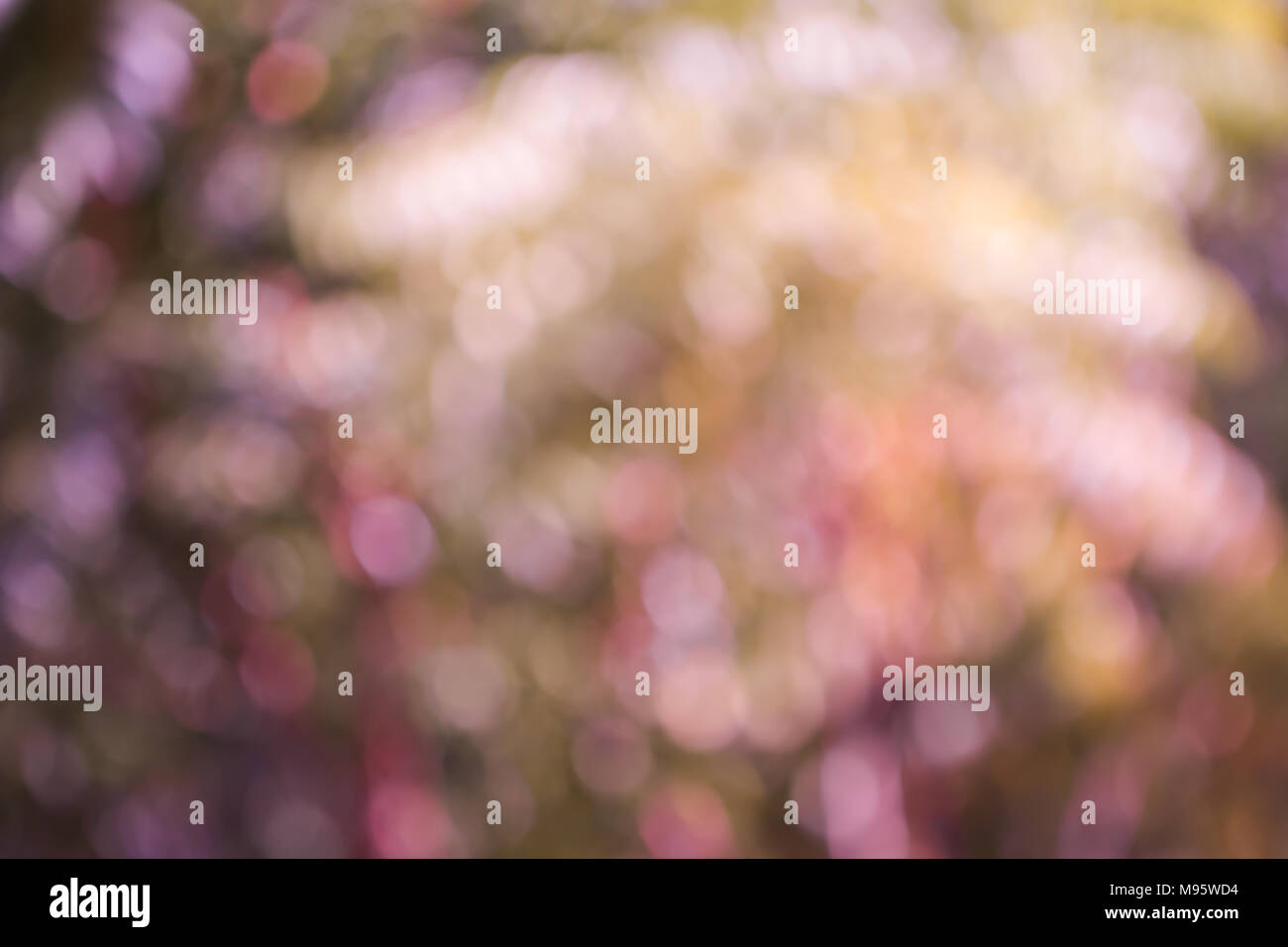 Blurred abstract purple background hi-res stock photography and images ...