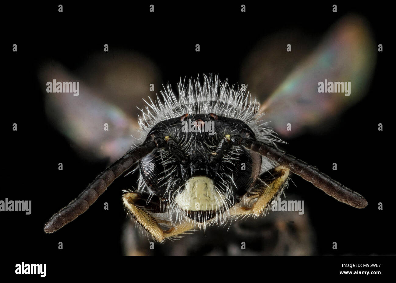 Panurginus, species A, South Dakota, face2 Stock Photo - Alamy