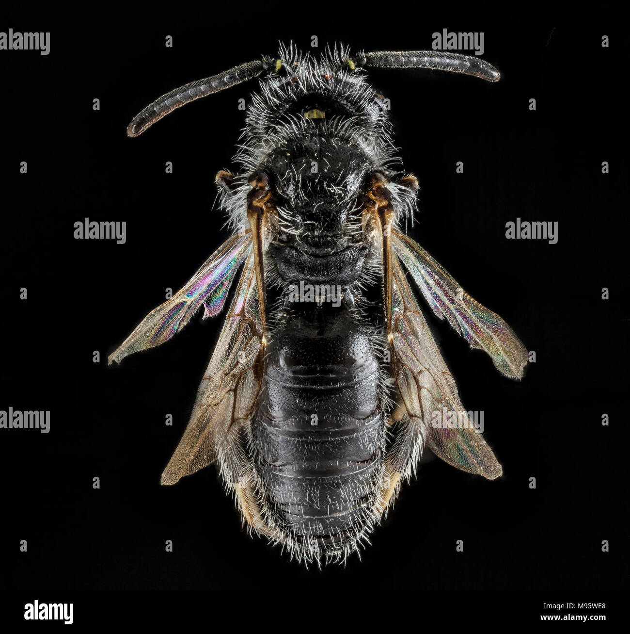 Panurginus hi-res stock photography and images - Alamy