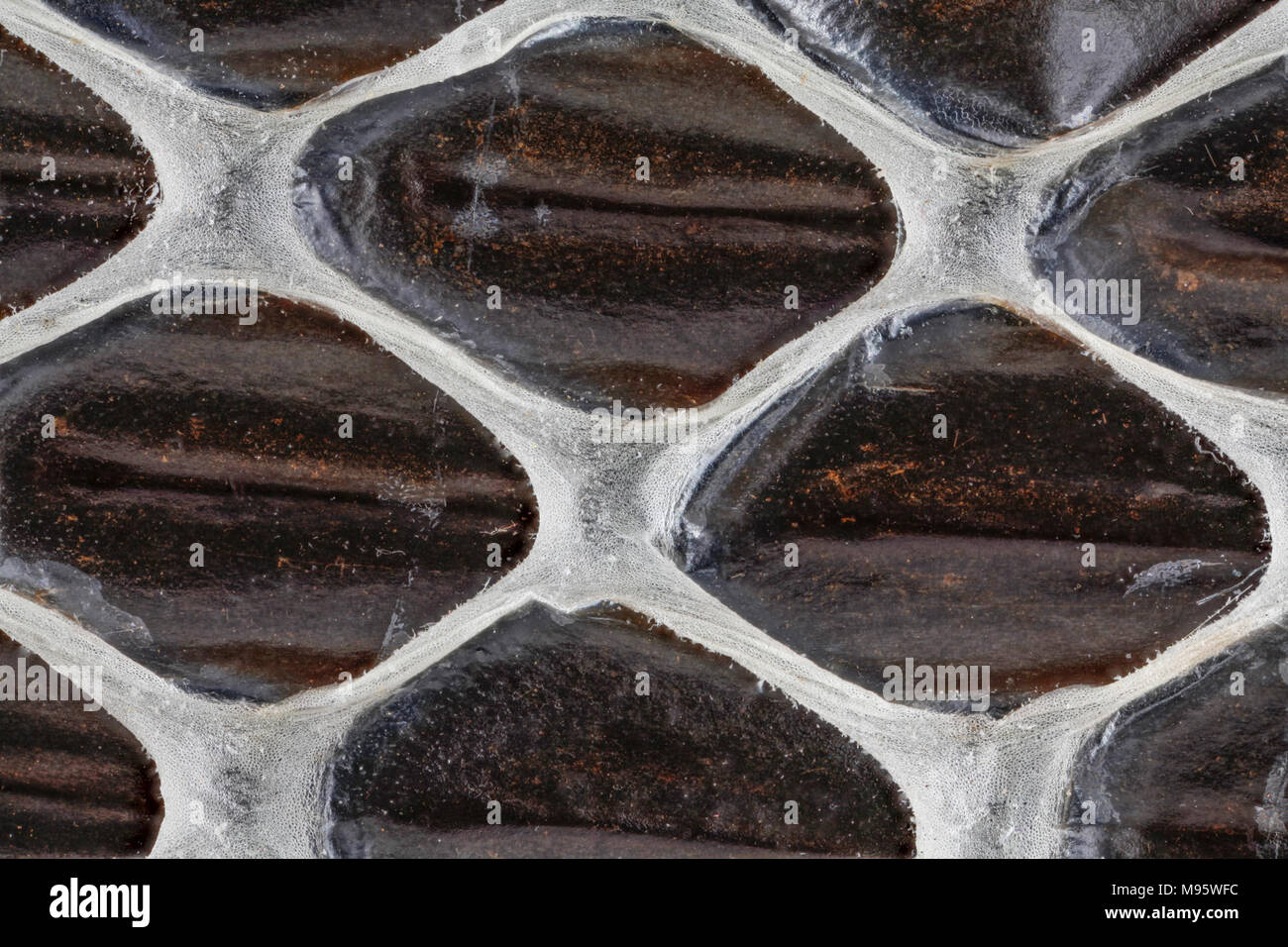 snake skin, head on Stock Photo - Alamy