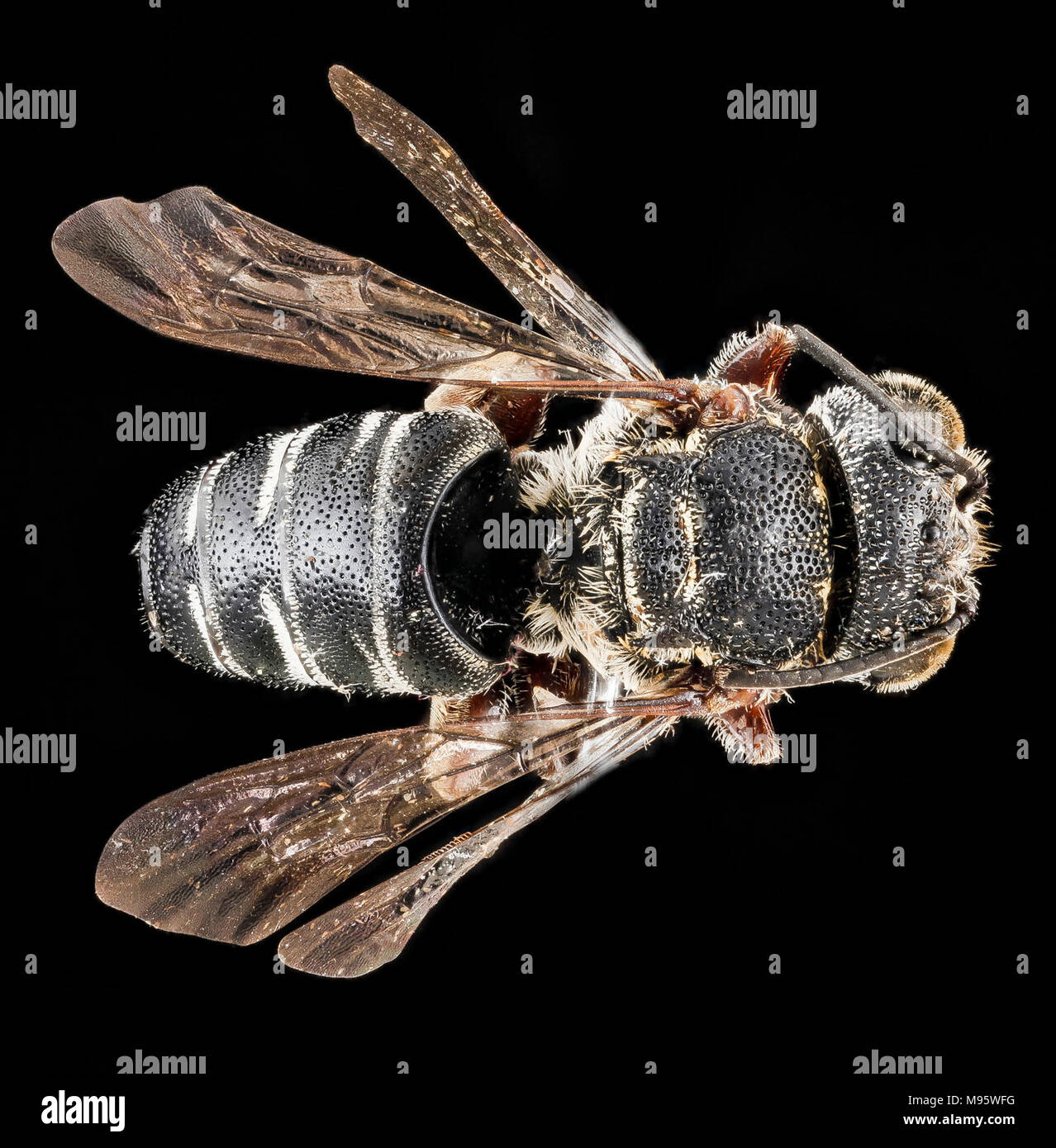Binomial coelioxys hunteri hi-res stock photography and images - Alamy