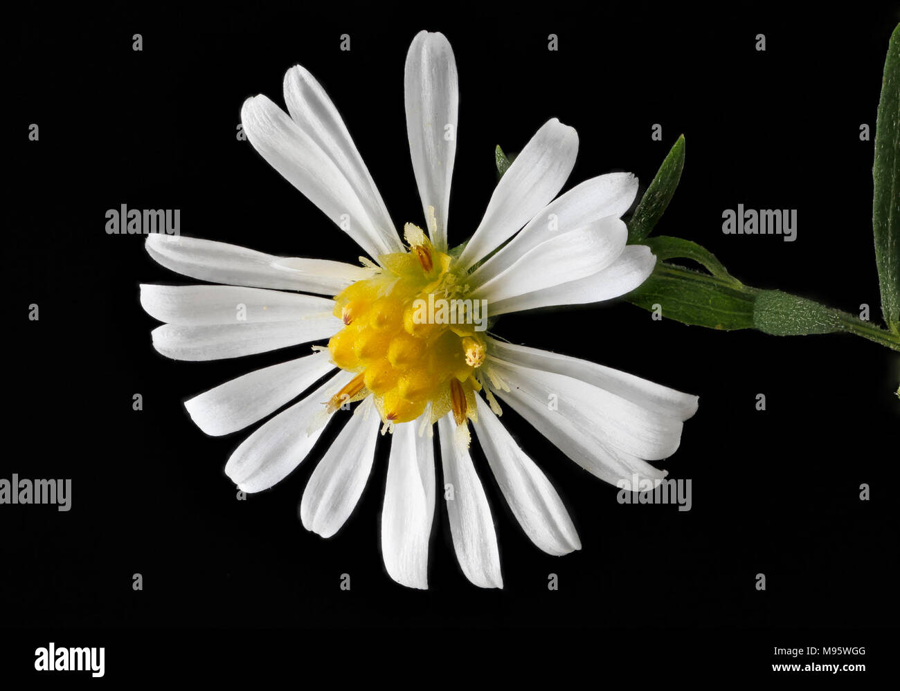 Frost Aster High Resolution Stock Photography and Images - Alamy