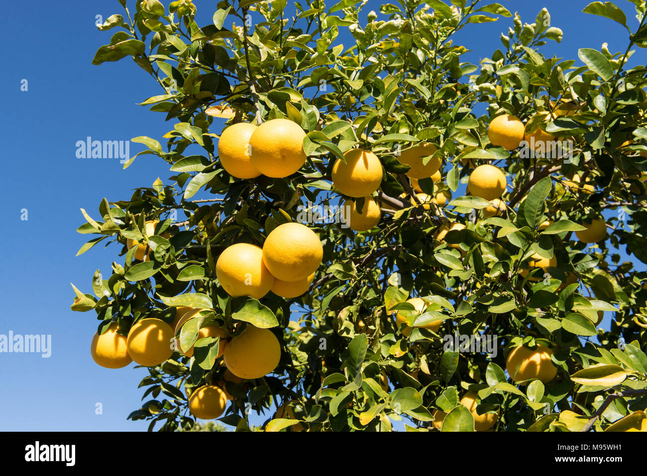 Grapefruit tree with clusters of grapefruits ready to be harvested ...
