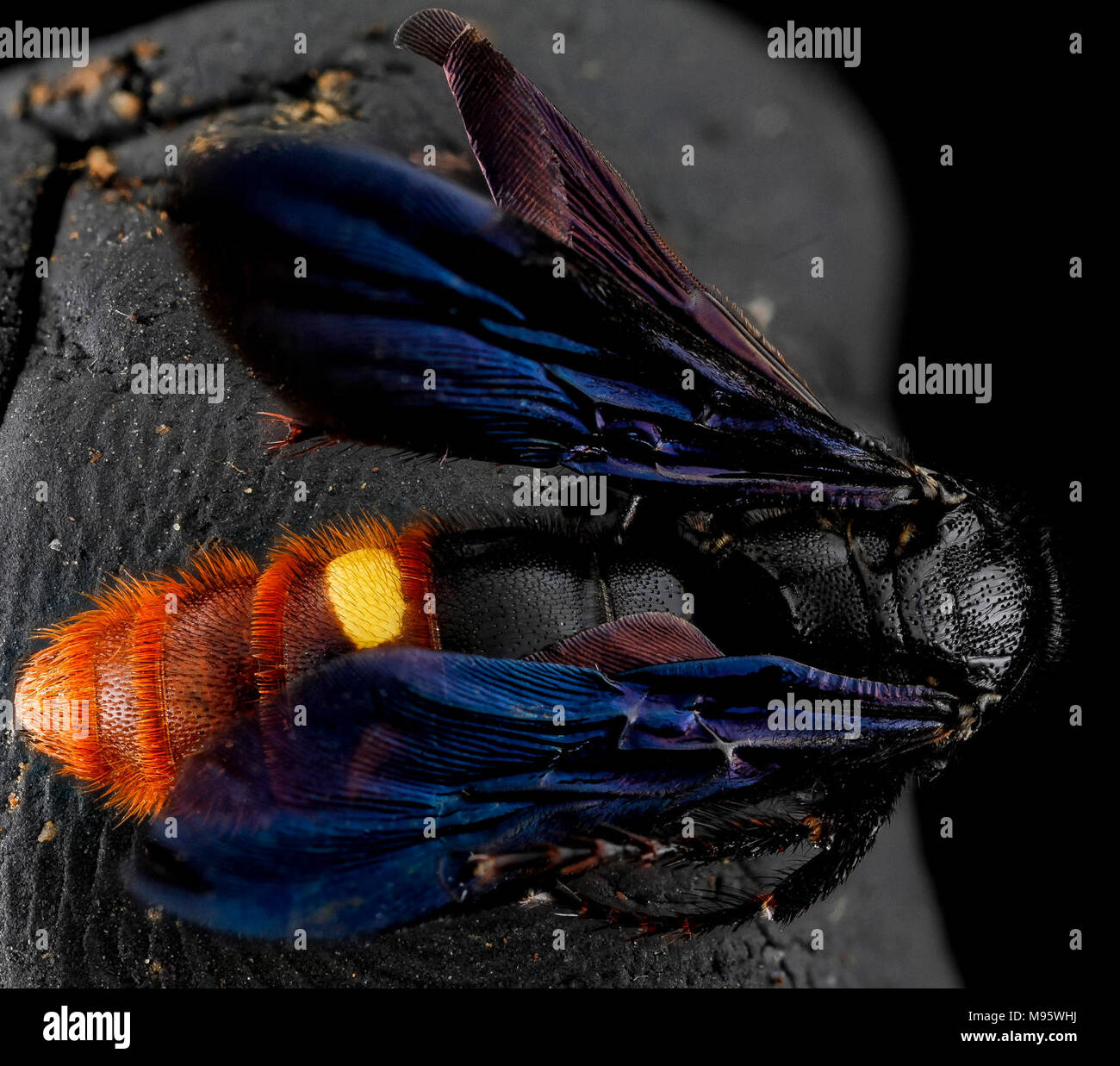 Binomial scolia dubia hi-res stock photography and images - Alamy