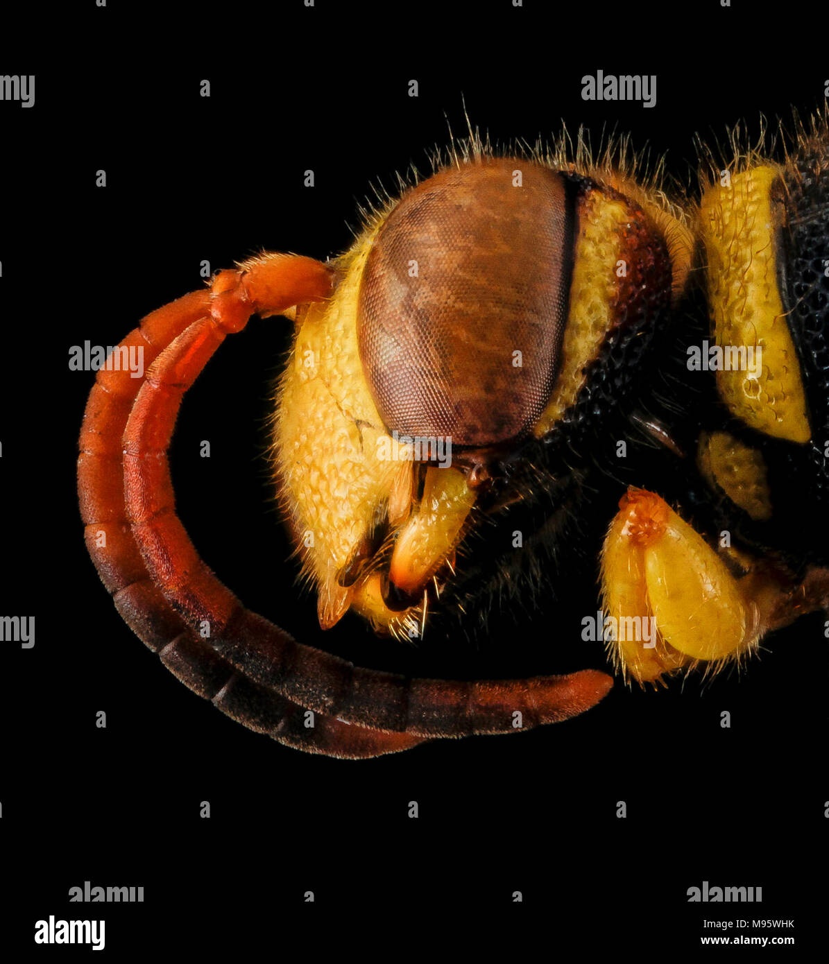 Binomial cerceris triangulata hi-res stock photography and images - Alamy