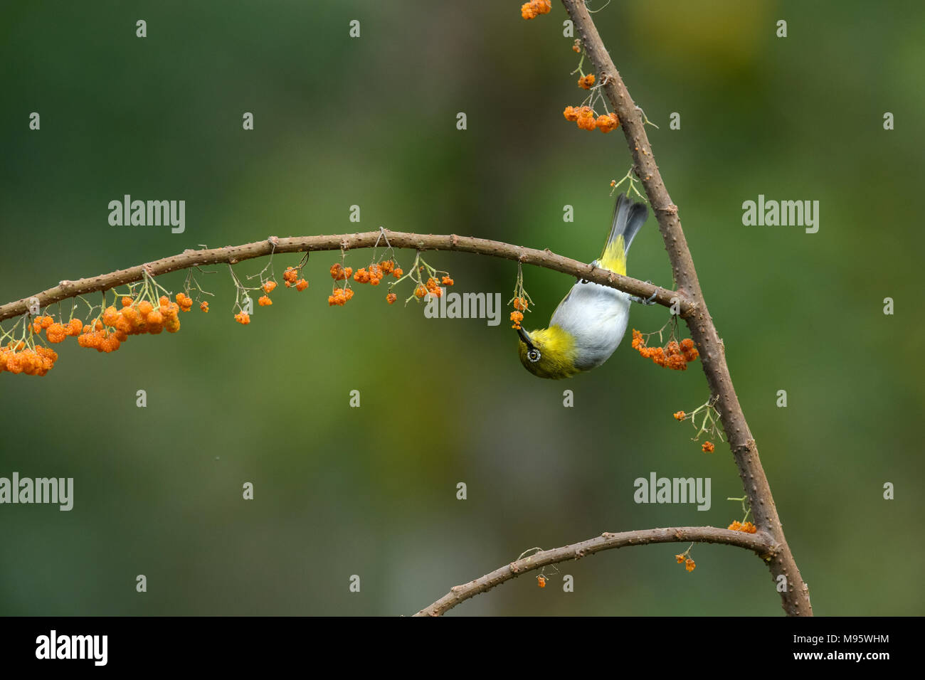 Oriental white-eye bird in the white-eye family pecking on wild berries ...
