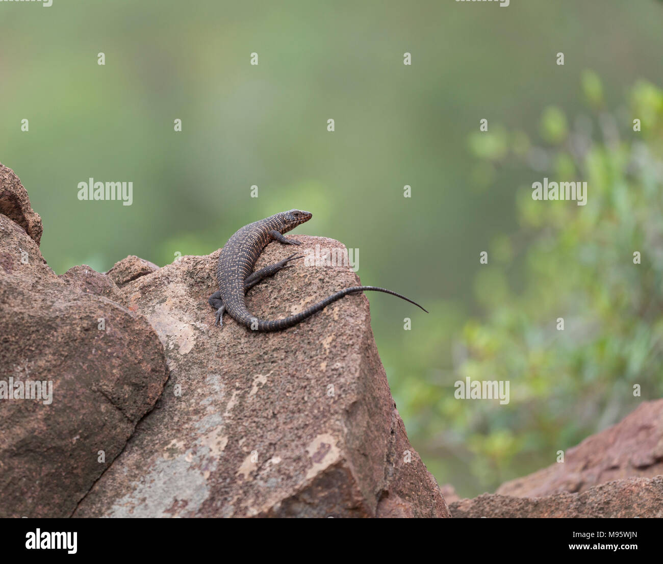Giant Plated Lizard, Matobosaurus validus, on a rock in Kruger NP ...