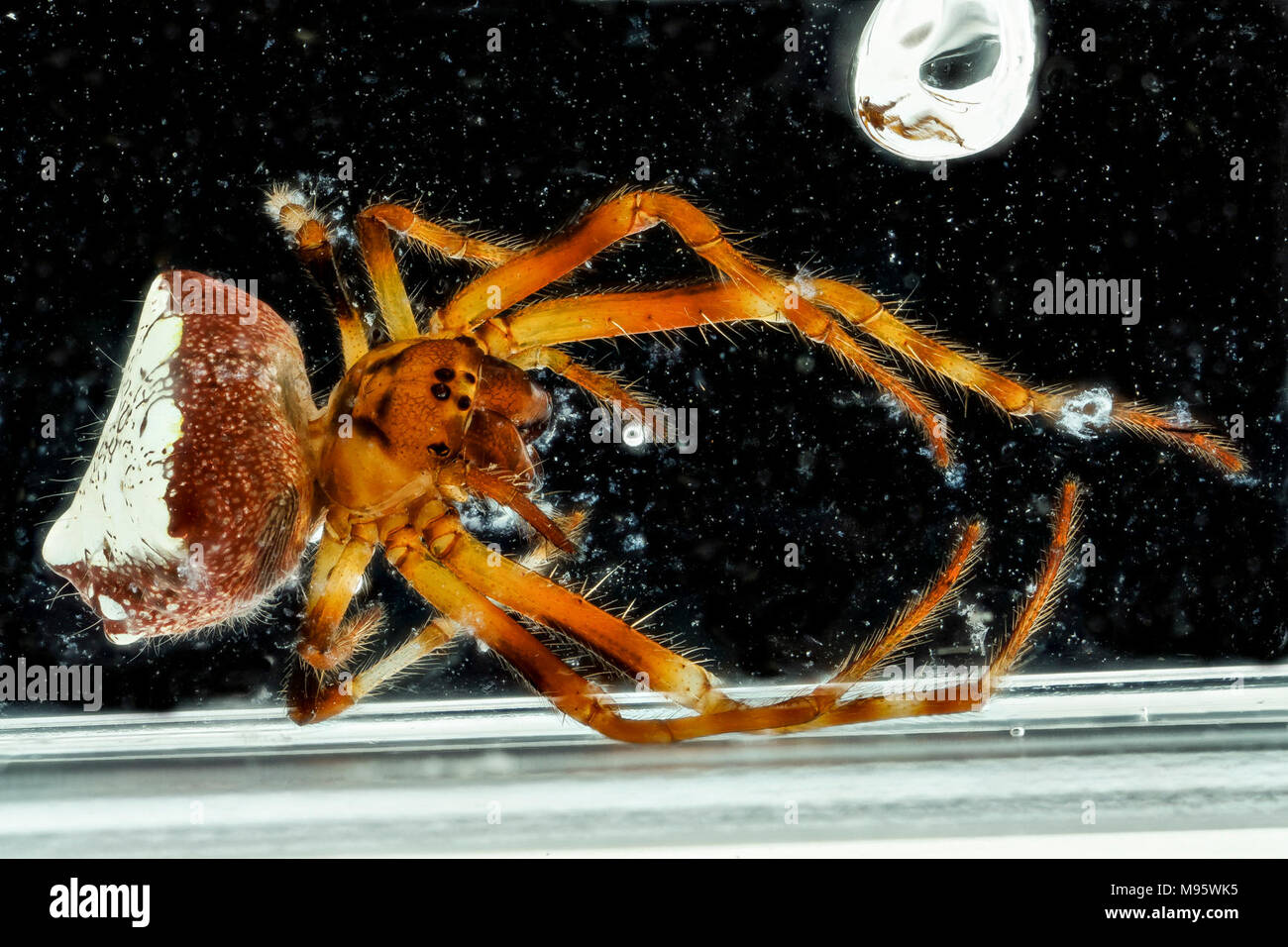 Arenata hi-res stock photography and images - Alamy