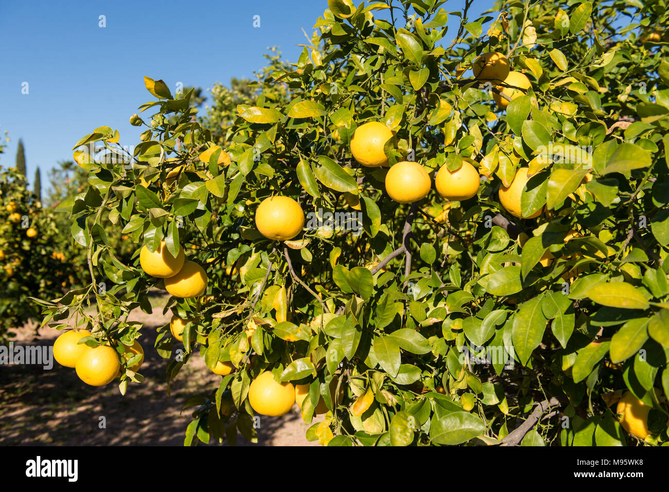 Grapefruit harvest hi-res stock photography and images - Alamy