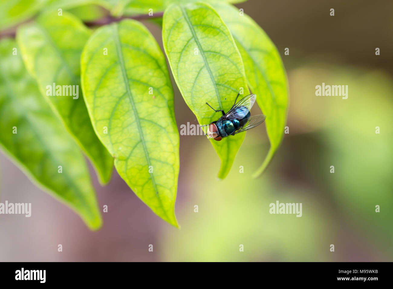 insect fly on leaf Stock Photo - Alamy