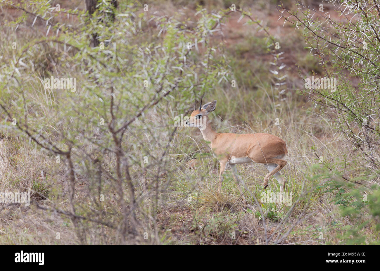 Raphicerus campestis hi-res stock photography and images - Alamy