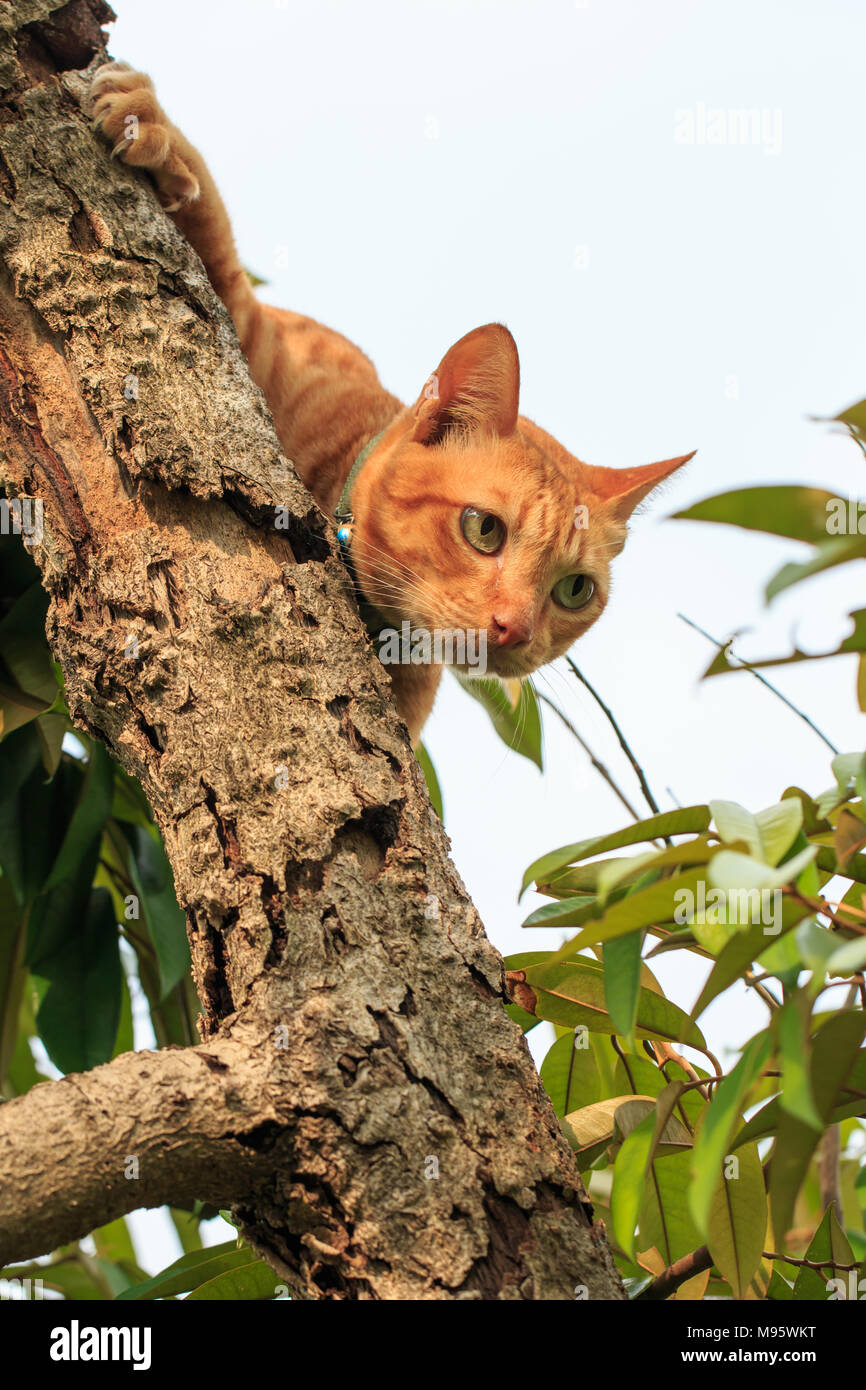 Red durian hi-res stock photography and images - Alamy