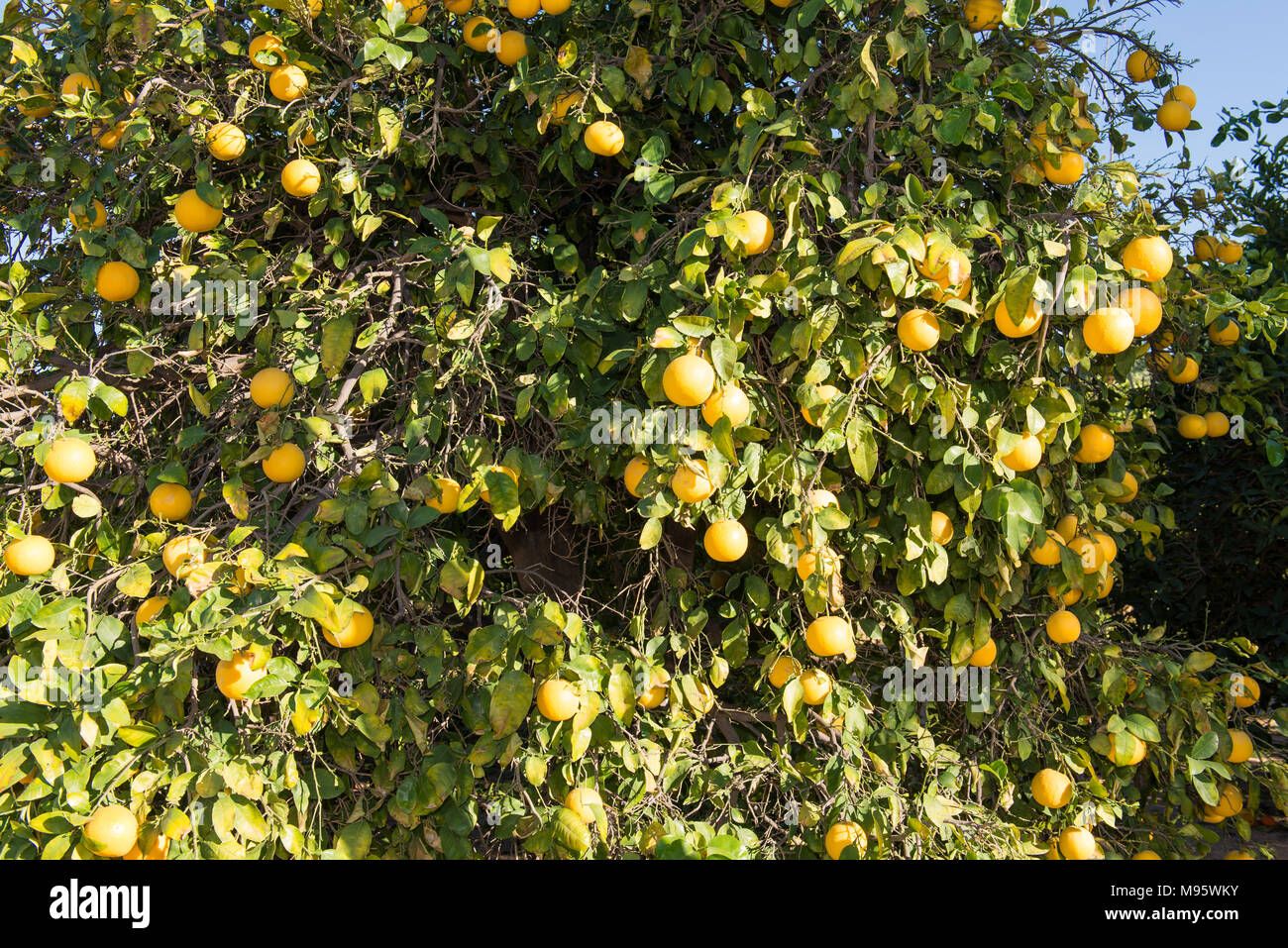 Grapefruit tree with clusters of grapefruits ready to be harvested ...