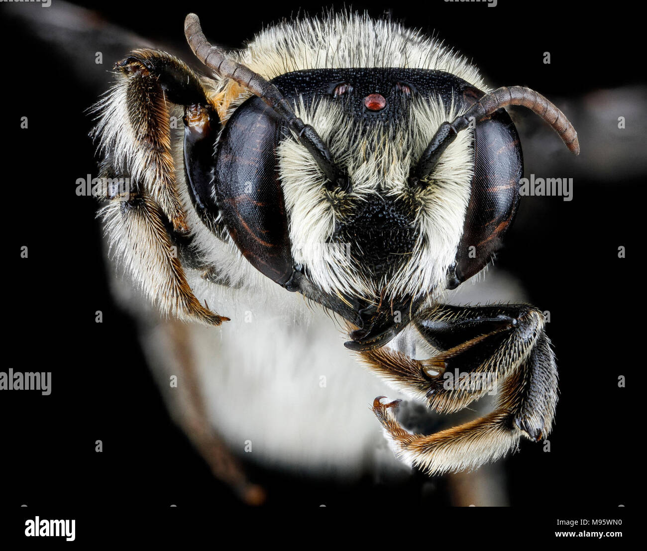 Megachile deceptrix, F, face, Dominican Republic Stock Photo - Alamy