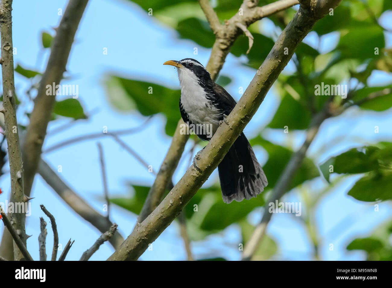 Indian scimitar babbler hi-res stock photography and images - Alamy