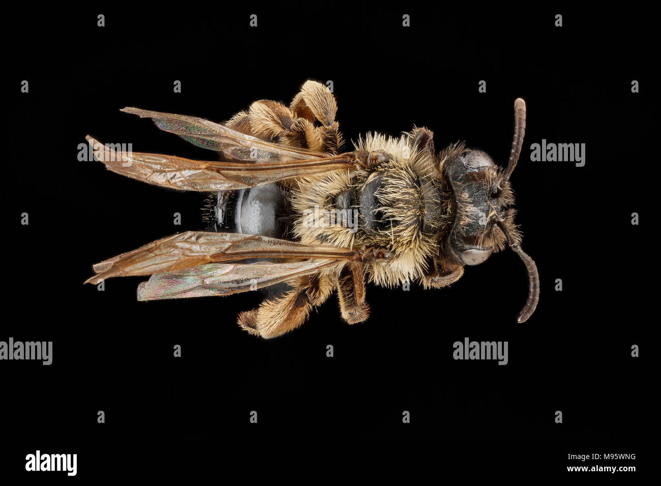 Andrena merriami hi-res stock photography and images - Alamy
