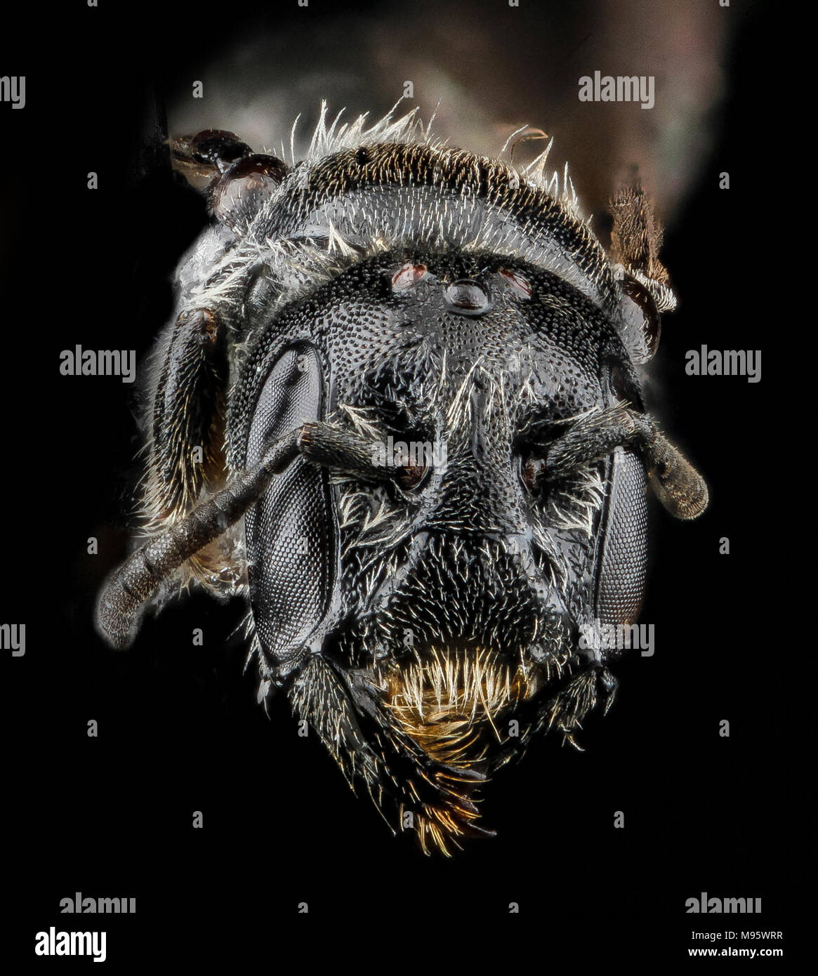 Chelostoma philadelphi, U, face, Towson, MD Stock Photo - Alamy