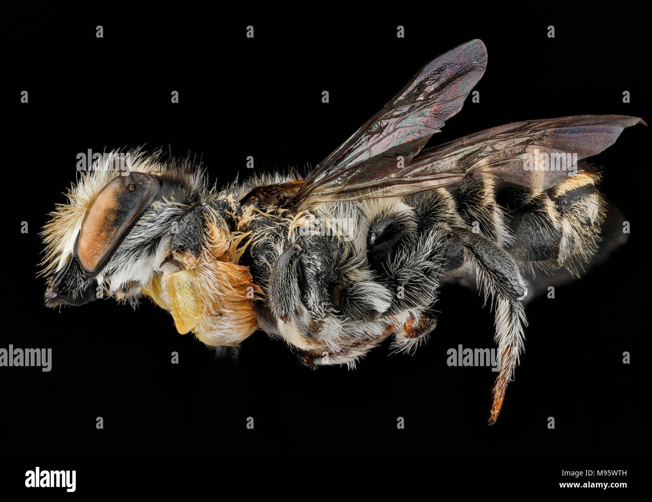 Megachile deceptrix, Male, Side, Dominican Republic La Alta South of ...