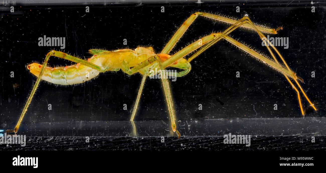 Assassin bug nymph hi-res stock photography and images - Alamy