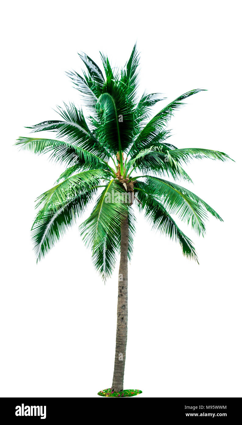 Coconut tree isolated on white background with copy space. Used for ...