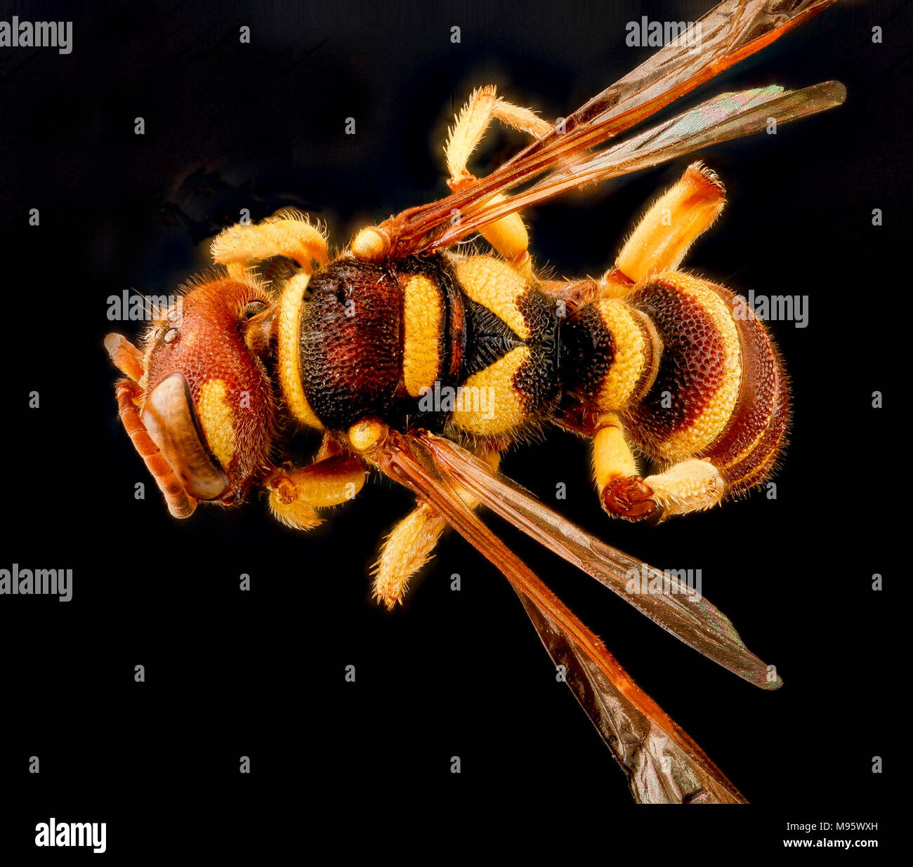 Cerceris triangulata,F, back 1, Guantanamo Bay Stock Photo - Alamy