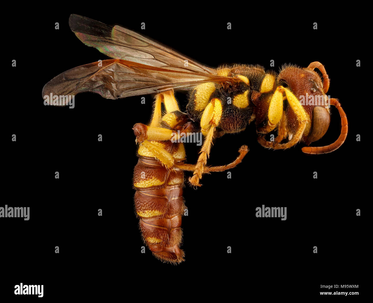Cerceris triangulata, F, side, Guantanamo Bay Stock Photo - Alamy