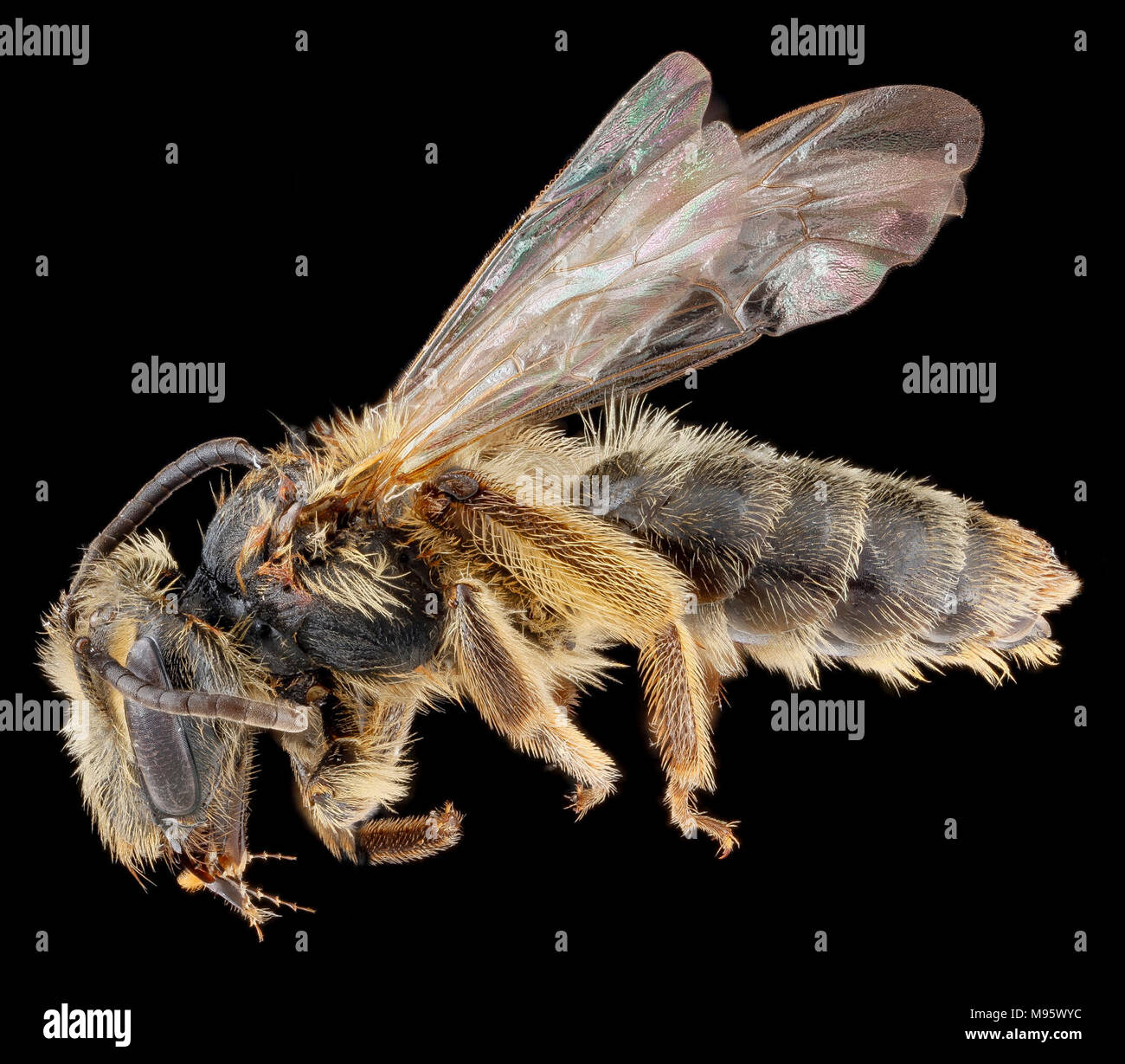 Biniomial andrena carolina hi-res stock photography and images - Alamy