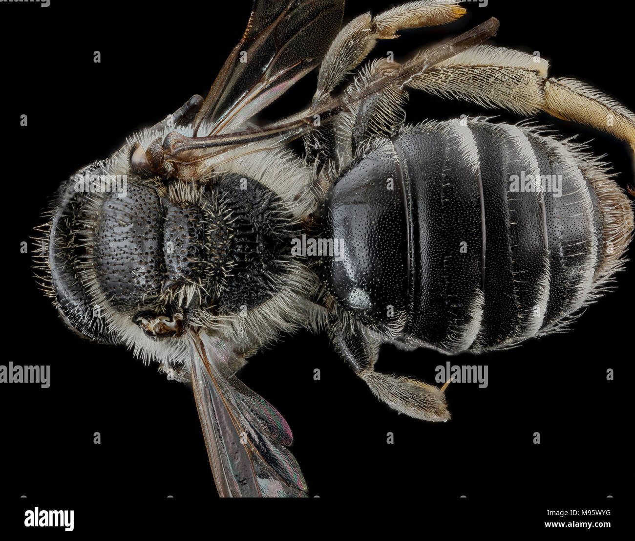 Miranda long hi-res stock photography and images - Alamy