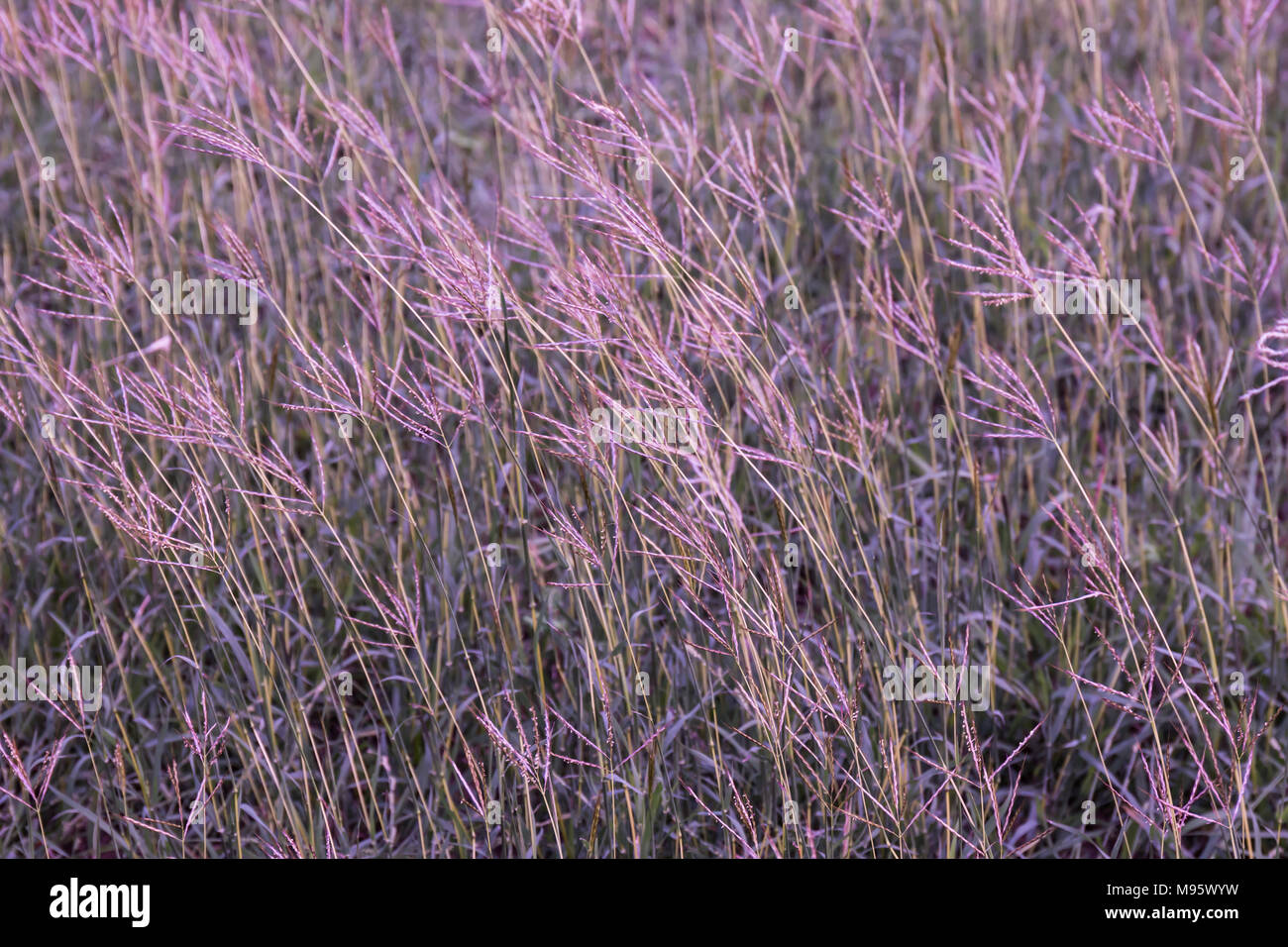 Grass flower field under soft sunshine Stock Photo - Alamy