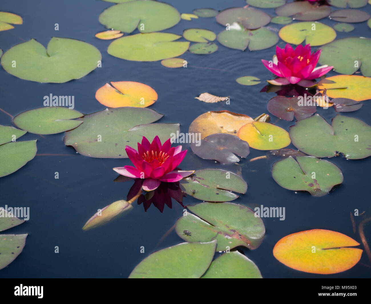 Bright pink Water Lilies at the Brooklyn Botanical Garden Stock Photo ...