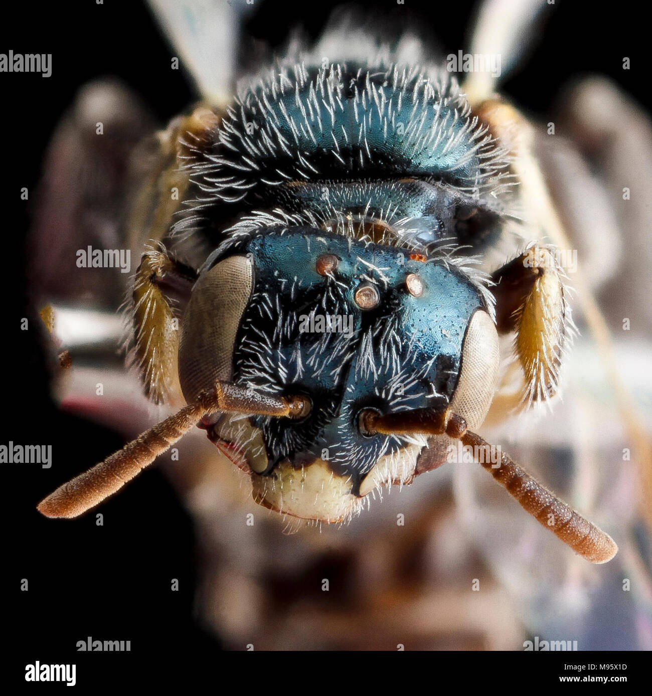 Perdita Bee Stock Photos & Perdita Bee Stock Images - Alamy