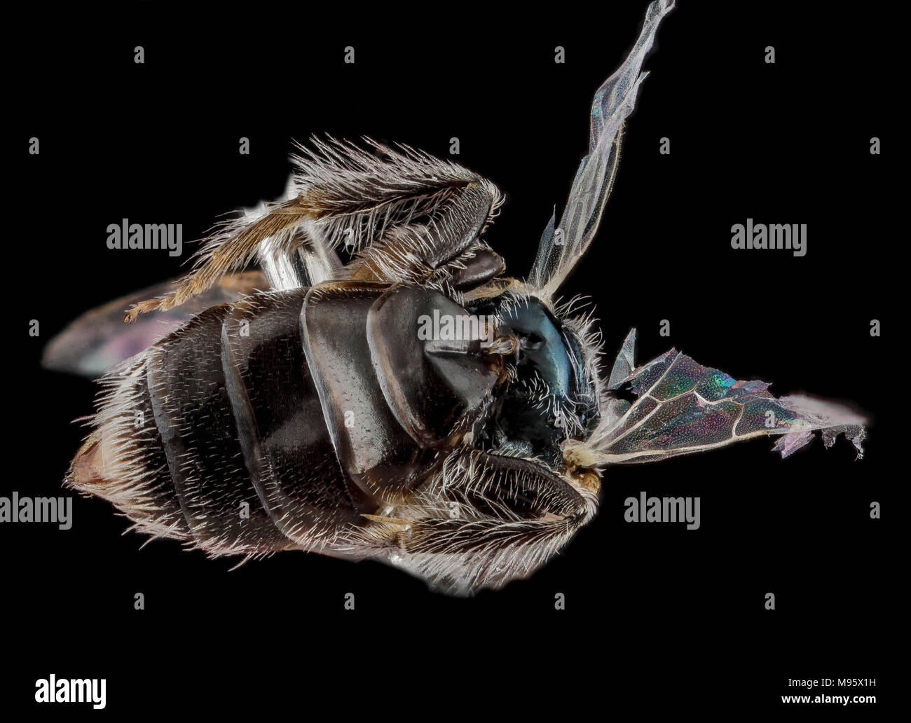 Perdita bee hi-res stock photography and images - Alamy