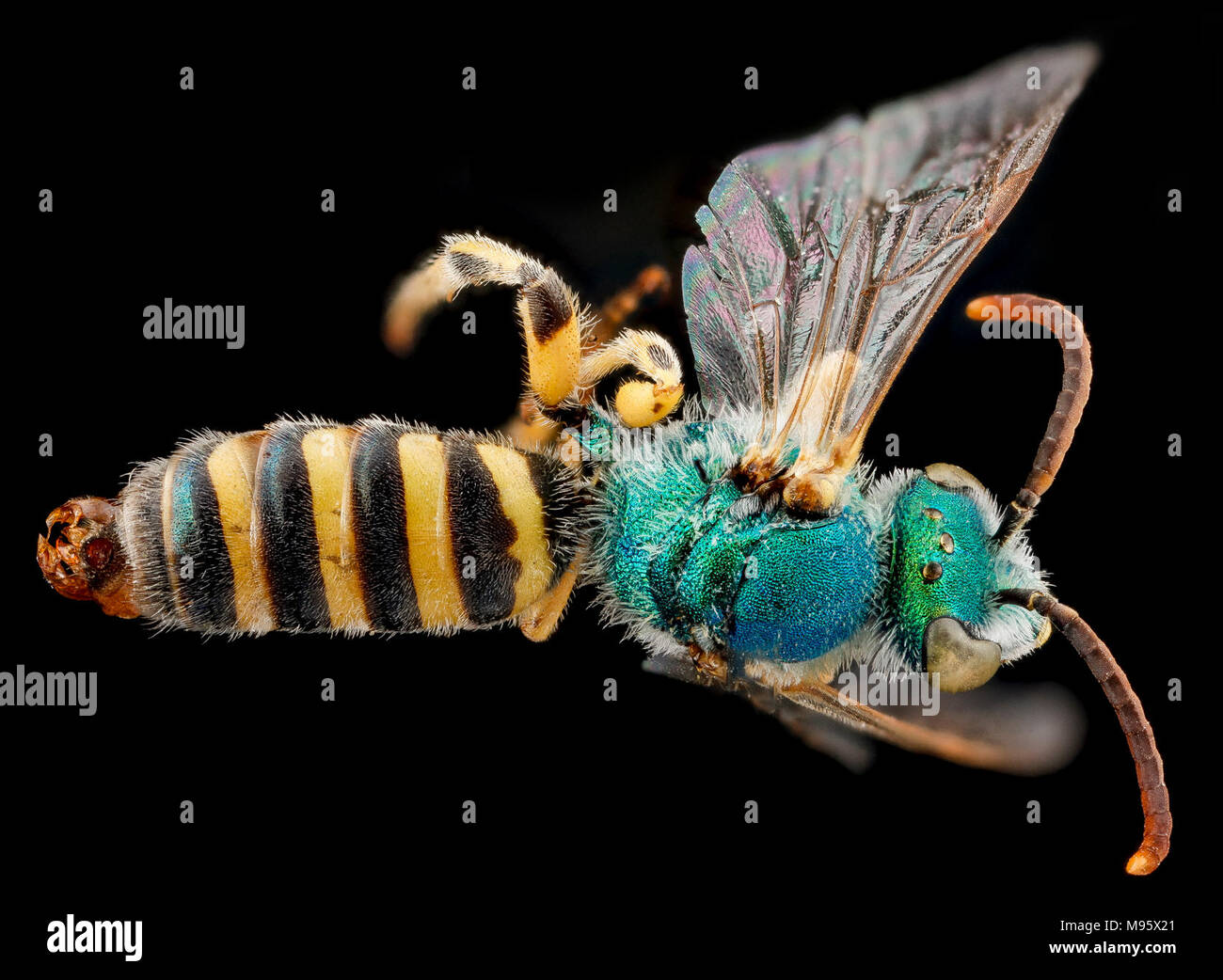 Binomial agapostemon angelicus hi-res stock photography and images - Alamy