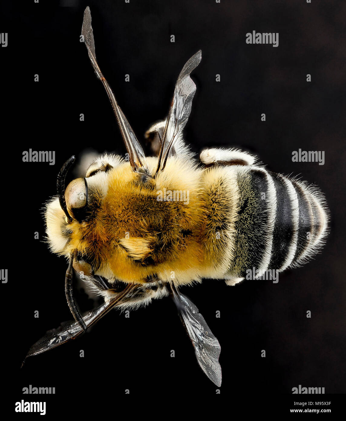 Anthophora affabilis, M, back, Pennington County, South Dakota Stock ...