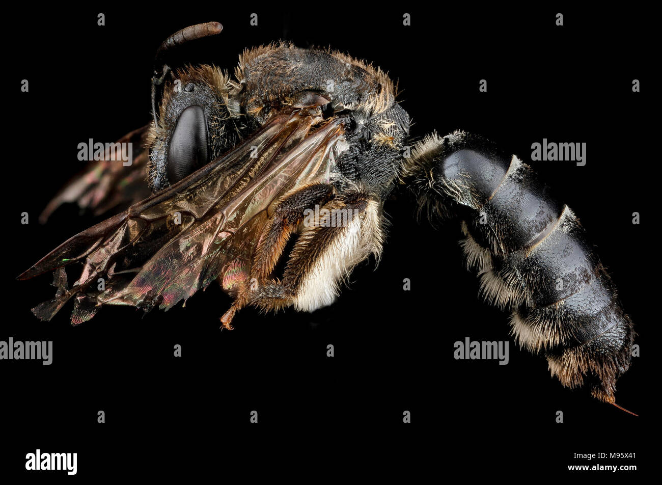 Agapostemon species hi-res stock photography and images - Alamy