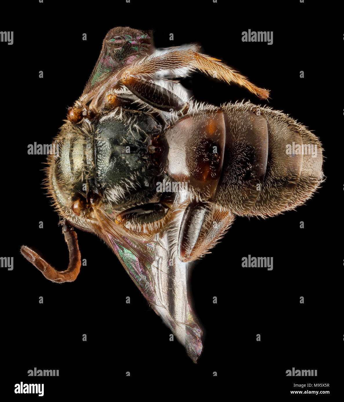 Longifrons hi-res stock photography and images - Alamy