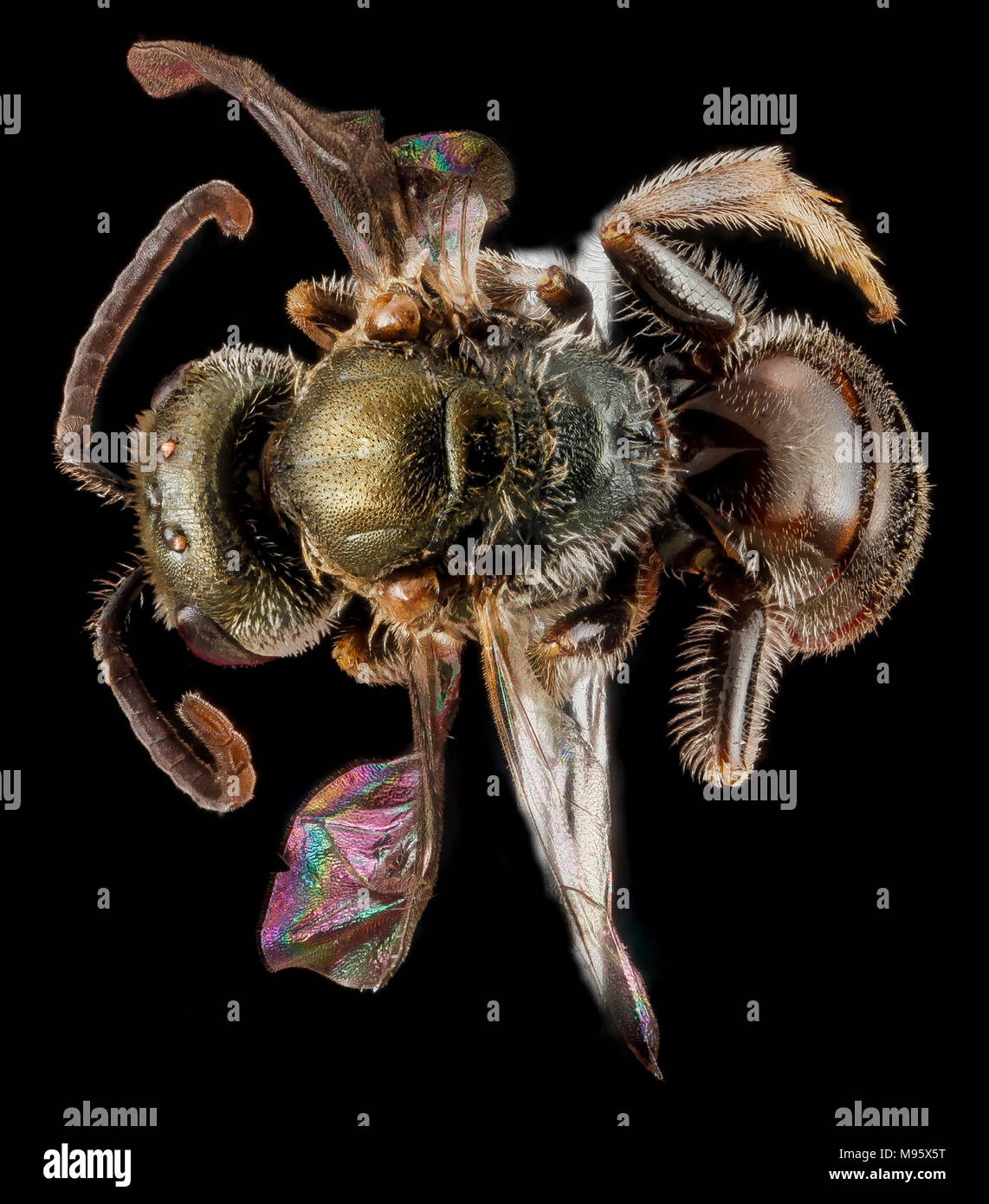 Lasioglossum nr longifrons, male, back 2 Stock Photo - Alamy
