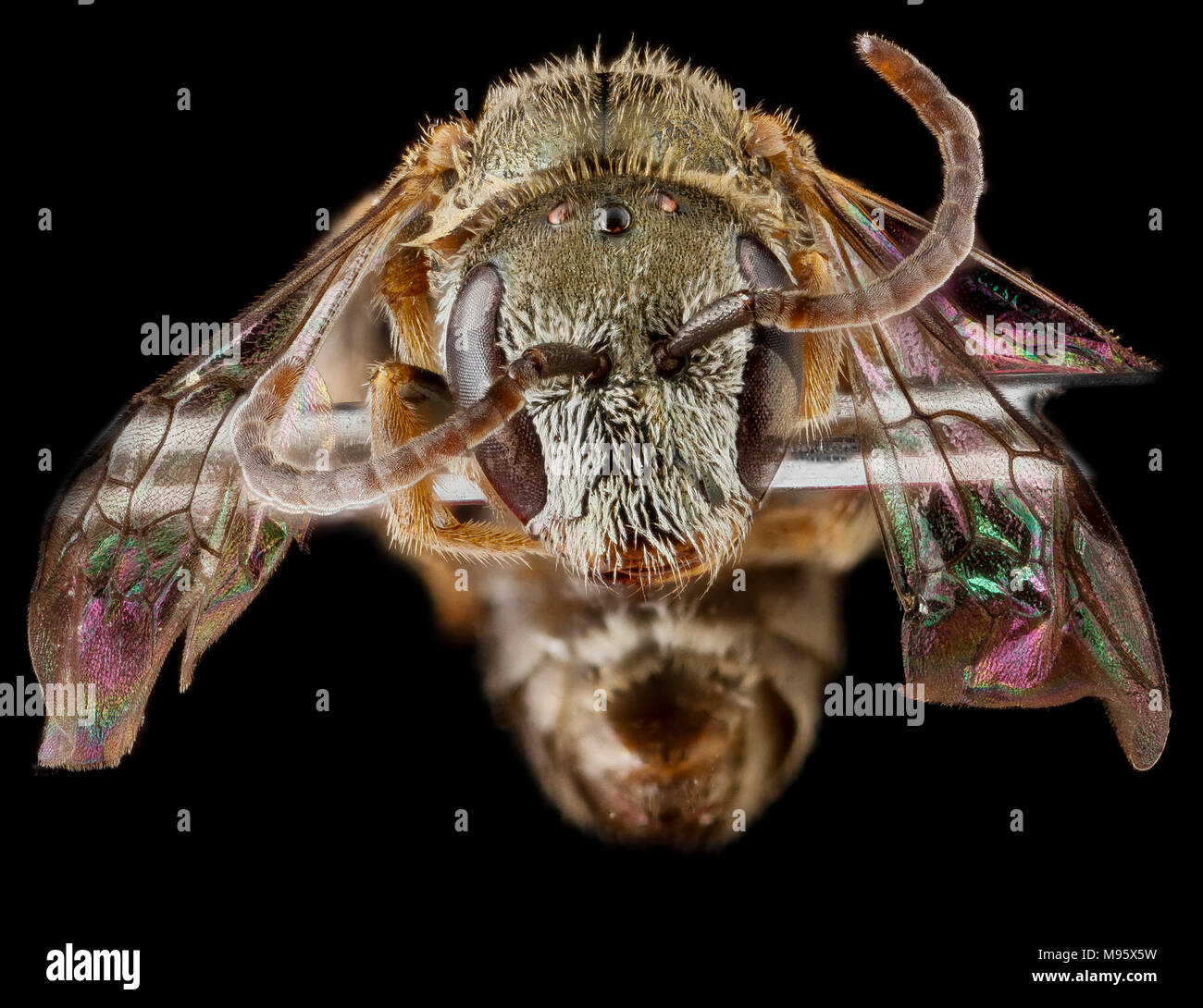 Lasioglossum nr longifrons, male, face Stock Photo - Alamy