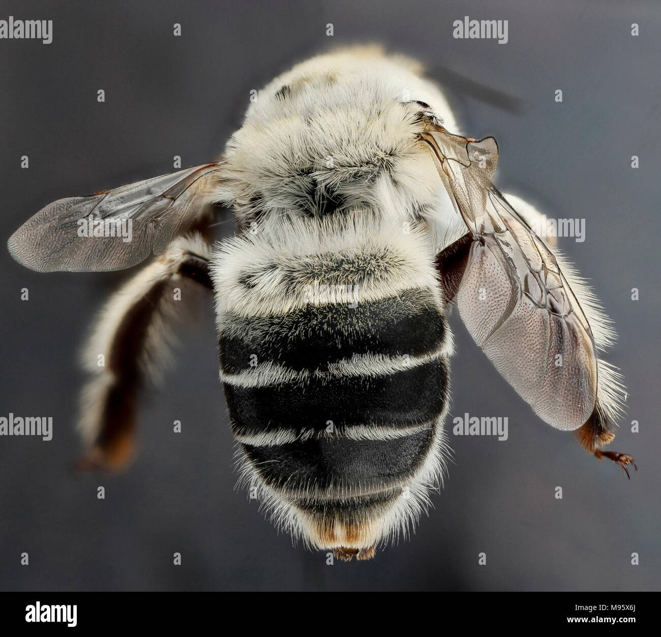 Anthophora affabilis hi-res stock photography and images - Alamy