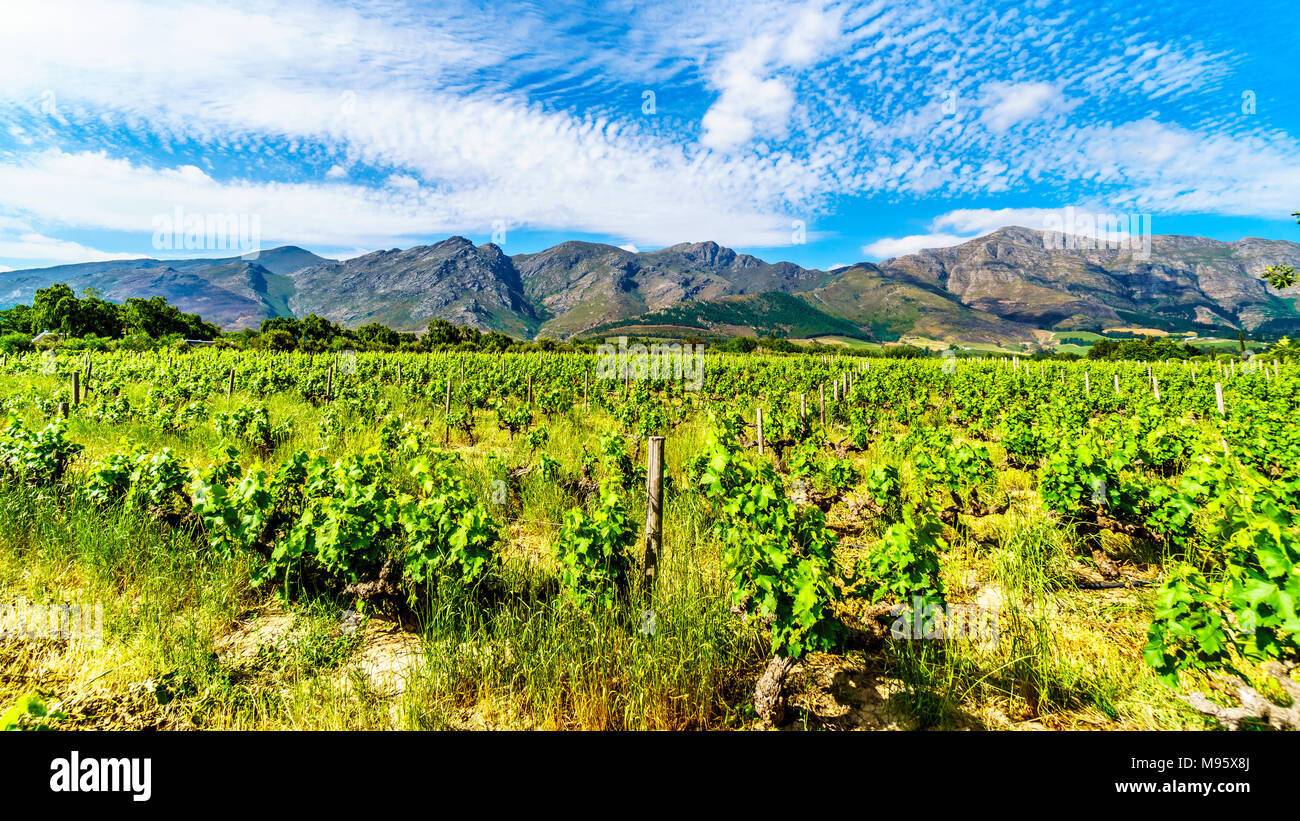 Vineyards of the Cape Winelands in the Franschhoek Valley in the ...