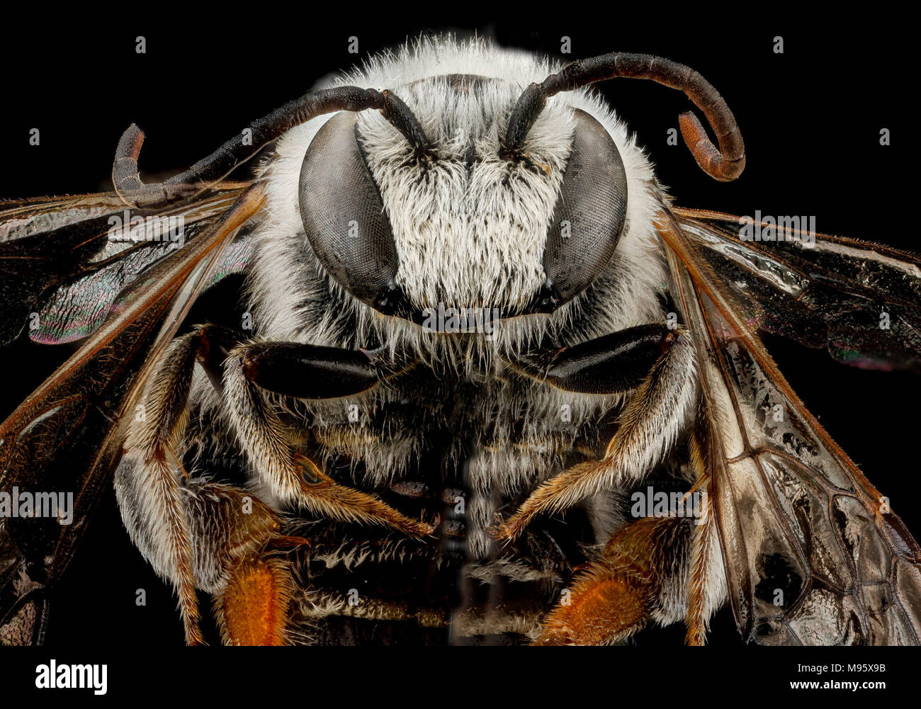 Nomia universitatis hi-res stock photography and images - Alamy