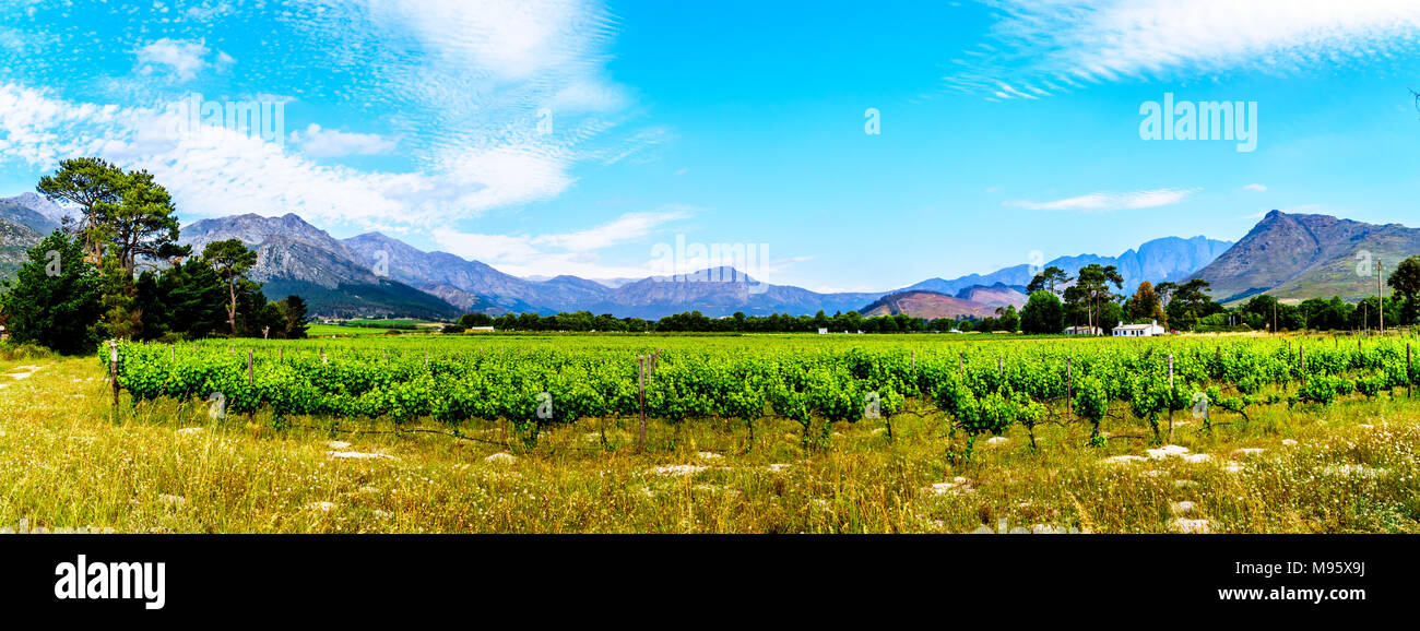 Panorama of Vineyards of the Cape Winelands in the Franschhoek Valley ...