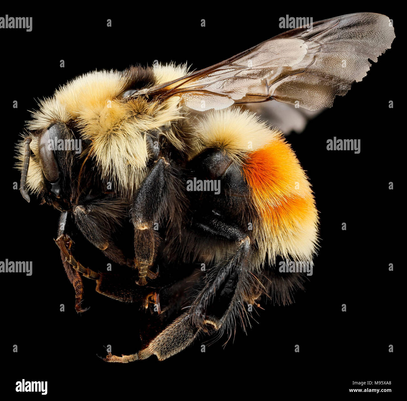 Bombus huntii hi-res stock photography and images - Alamy