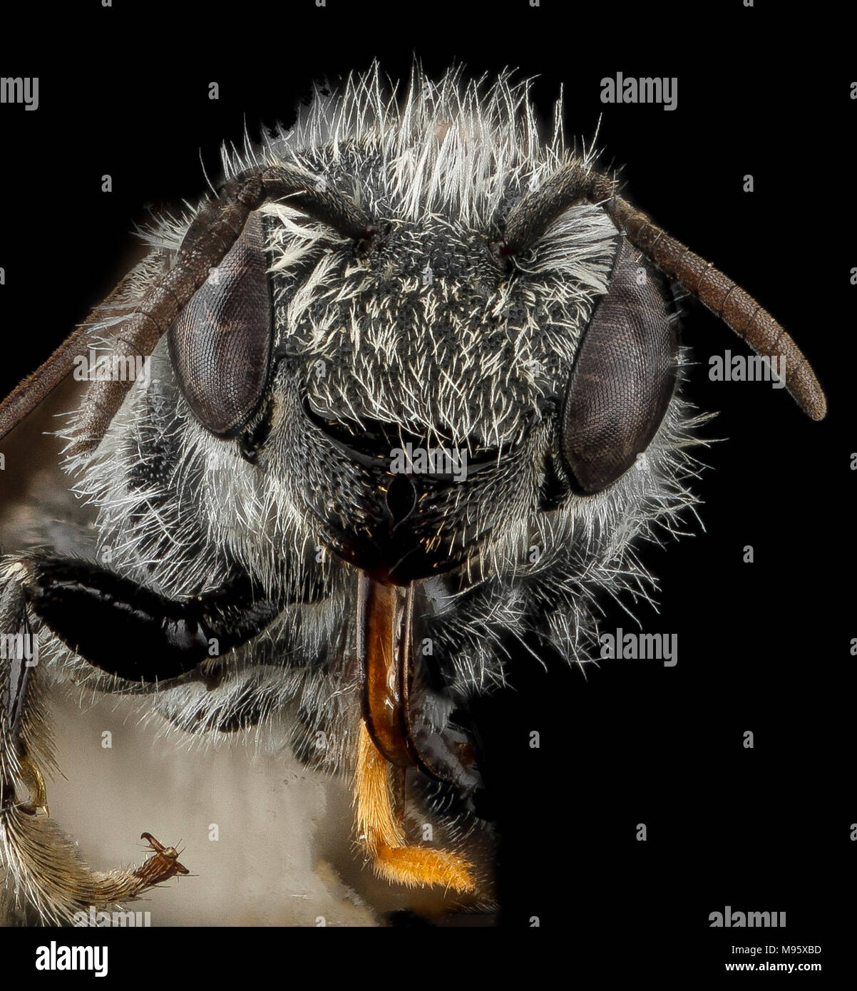 Simplex zerene hi-res stock photography and images - Alamy